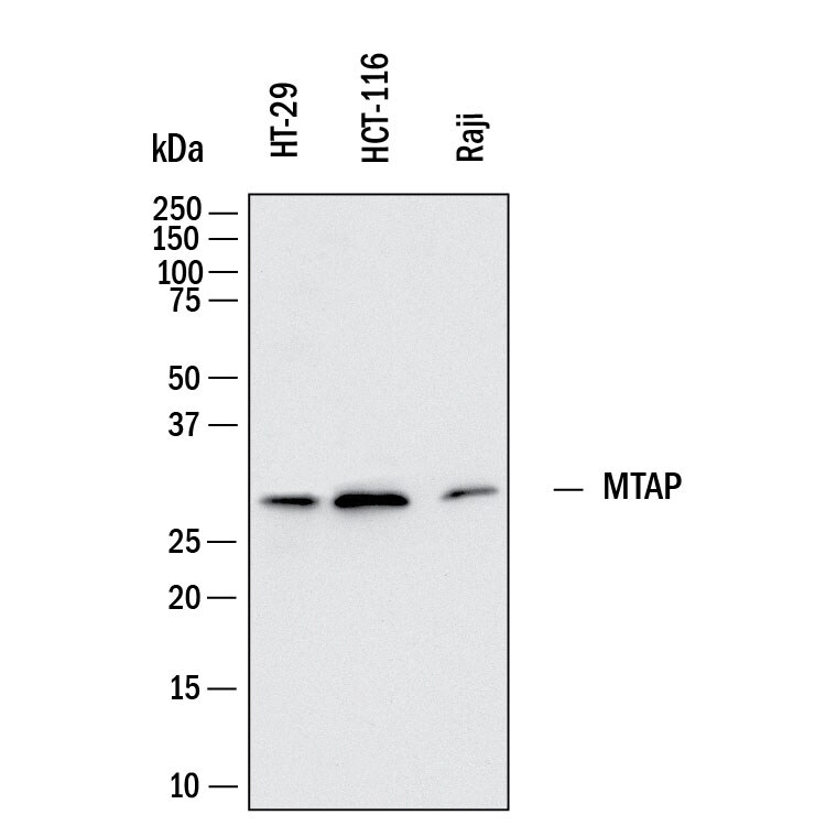 Human MTAP Antibody MAB11747-100: R&D Systems