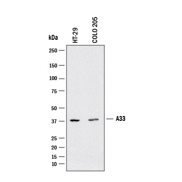 Human A33 Antibody MAB30802-100: R&D Systems