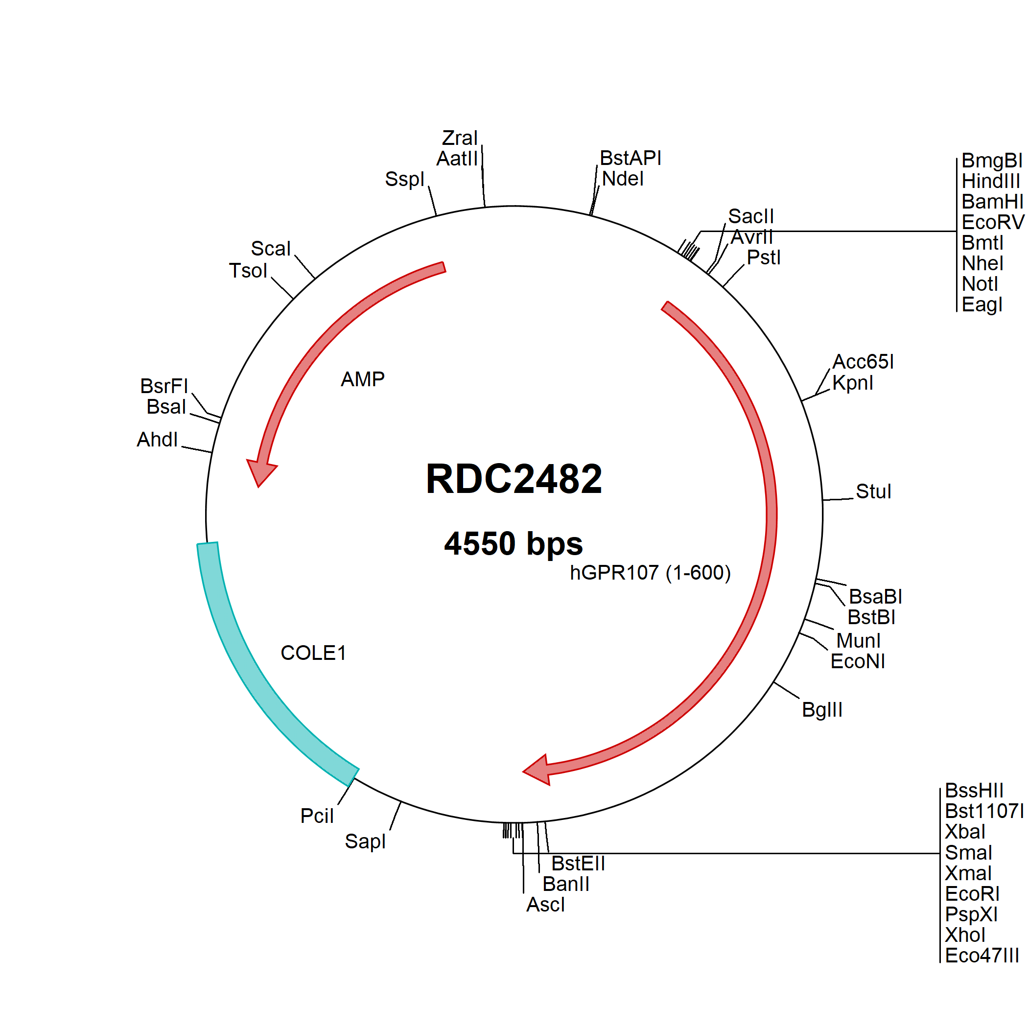 Human GPR107 NP 001130029 VersaClone CDNA