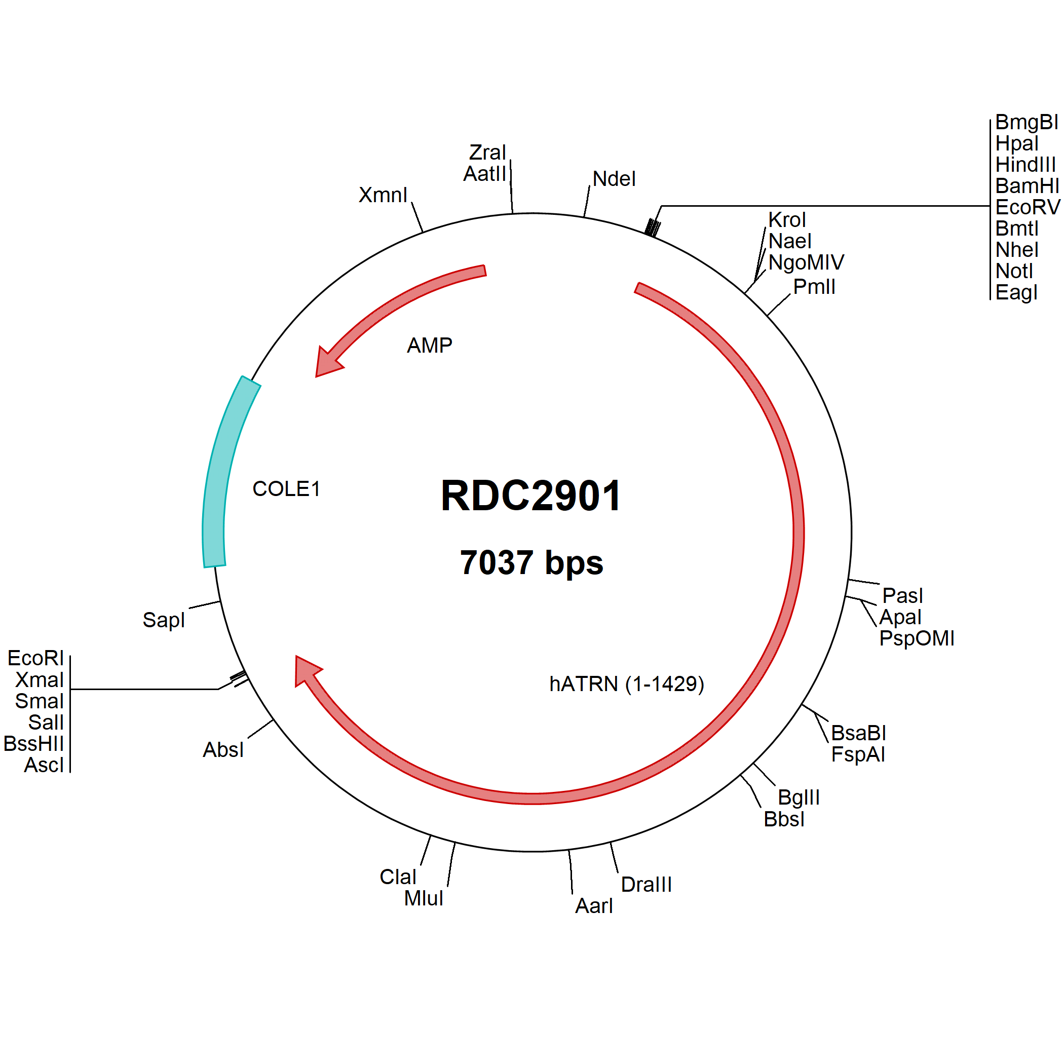 Human Attractin NP 647537 VersaClone CDNA