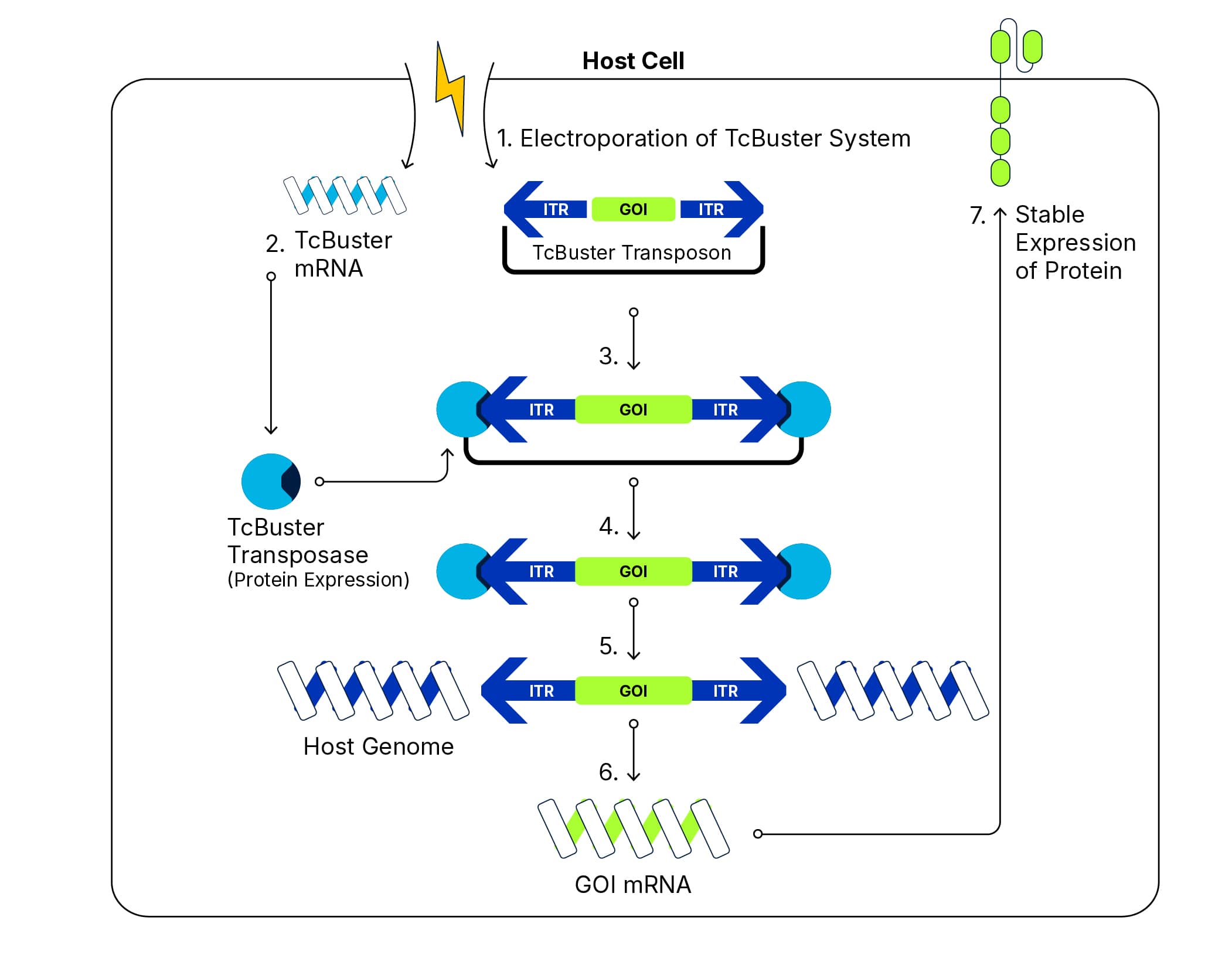 TcBuster™-M GMP Transposase mRNA TCB-001.1-GMP: R&D Systems