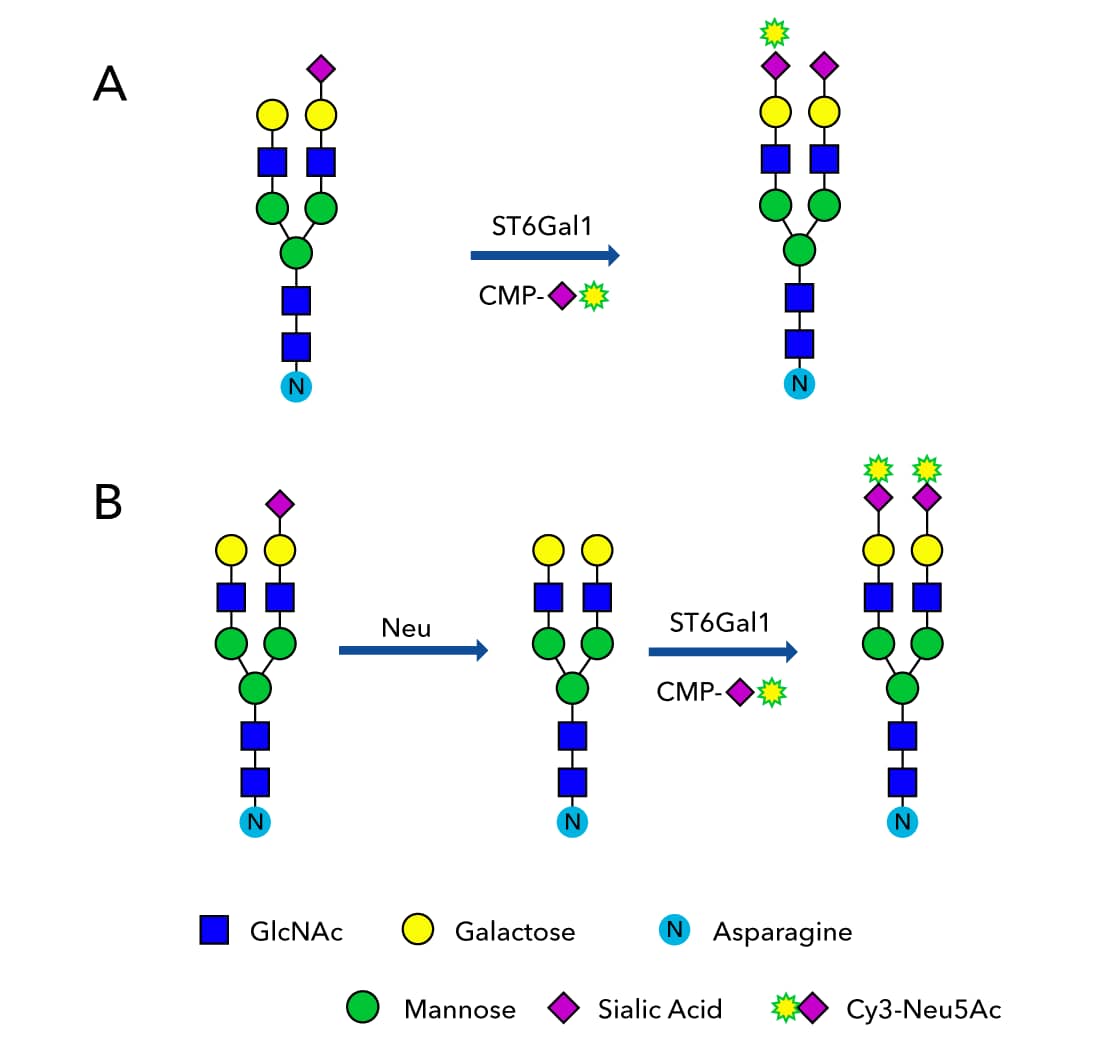 Fluorescent Glycan Labeling and Detection