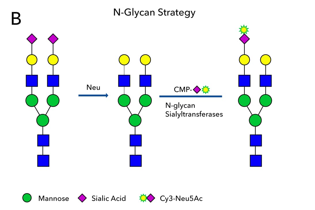 Fluorescent Glycan Labeling and Detection: R&D Systems