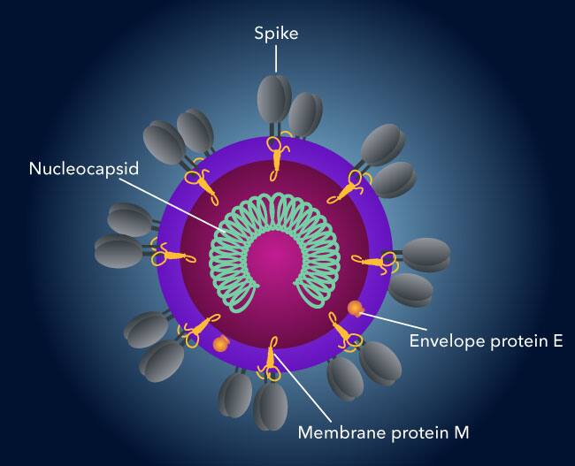 Quality Spike Proteins and more for SARS-CoV-2 Research