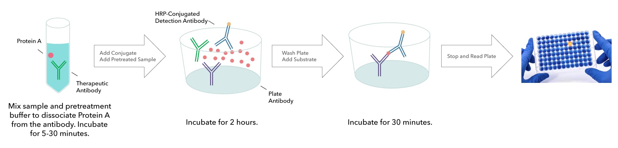 Protein A ELISA Kits, Residual Protein A Detection: R&D Systems Protein A ELISA Kits, Residual Protein A Detection: R&D Systems