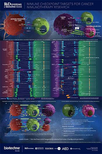 Immune Checkpoint Targets for Cancer Immunotherapy Research: R&D Systems