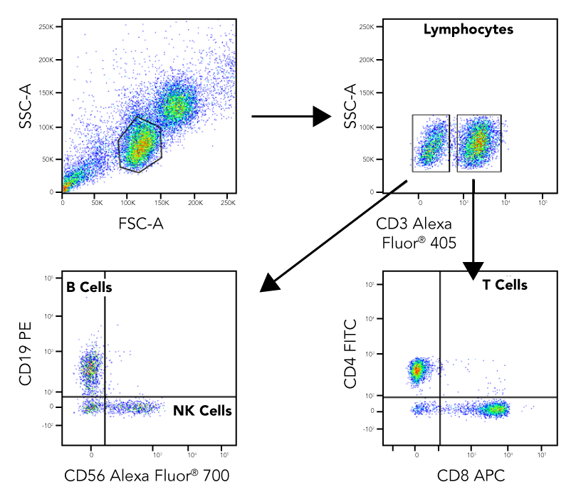TBNK Cell Flow Cytometry Panel R D Systems TBNK Cell Flow Cytometry Panel R D Systems