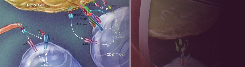 R&D Systems: Products & Services for Cell Biology Research: R&D Systems