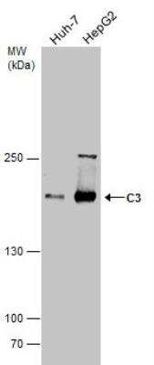 Complement C3 Products