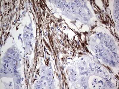 DAX1/NR0B1 Antibody (OTI5F5) - Azide and BSA Free NBP2-70116: Novus ...