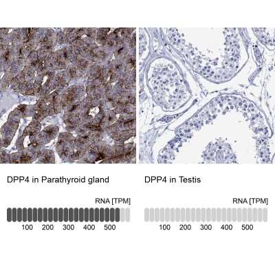 DPPIV/CD26 Antibody - BSA Free NBP3-16980: Novus Biologicals