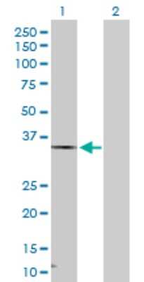 HSD17B7 Antibody - Azide and BSA Free H00051478-D01P: Novus Biologicals