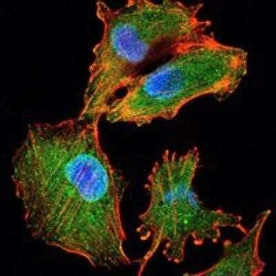 IL-34 Antibody (1D12) NBP1-51627: Novus Biologicals