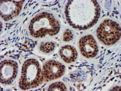 TIMP-2 Antibody (OTI1A6) - Azide and BSA Free NBP2-74521: Novus Biologicals