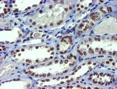 USP7 Antibody (OTI1F12) - Azide and BSA Free NBP2-74814: Novus Biologicals