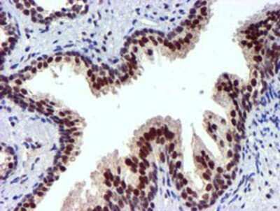 USP7 Antibody (OTI1F12) - Azide and BSA Free NBP2-74814: Novus Biologicals