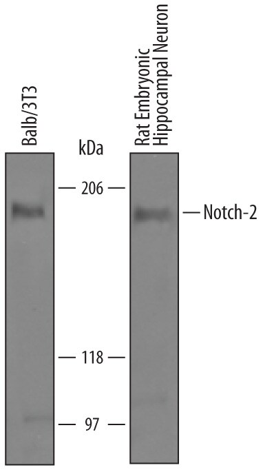 Mouse/Rat Notch‑2 Antibody AF5196: R&D Systems