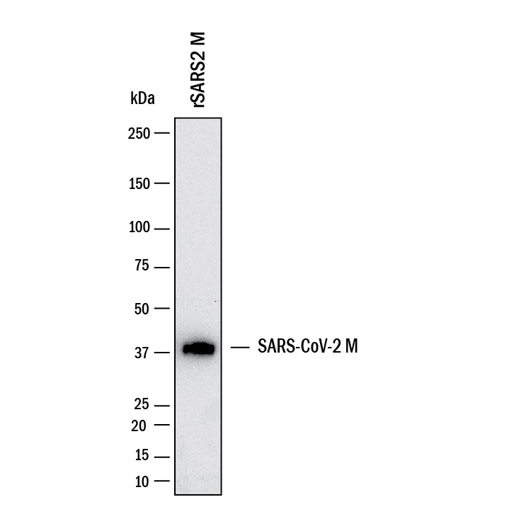 Membrane Antibodies