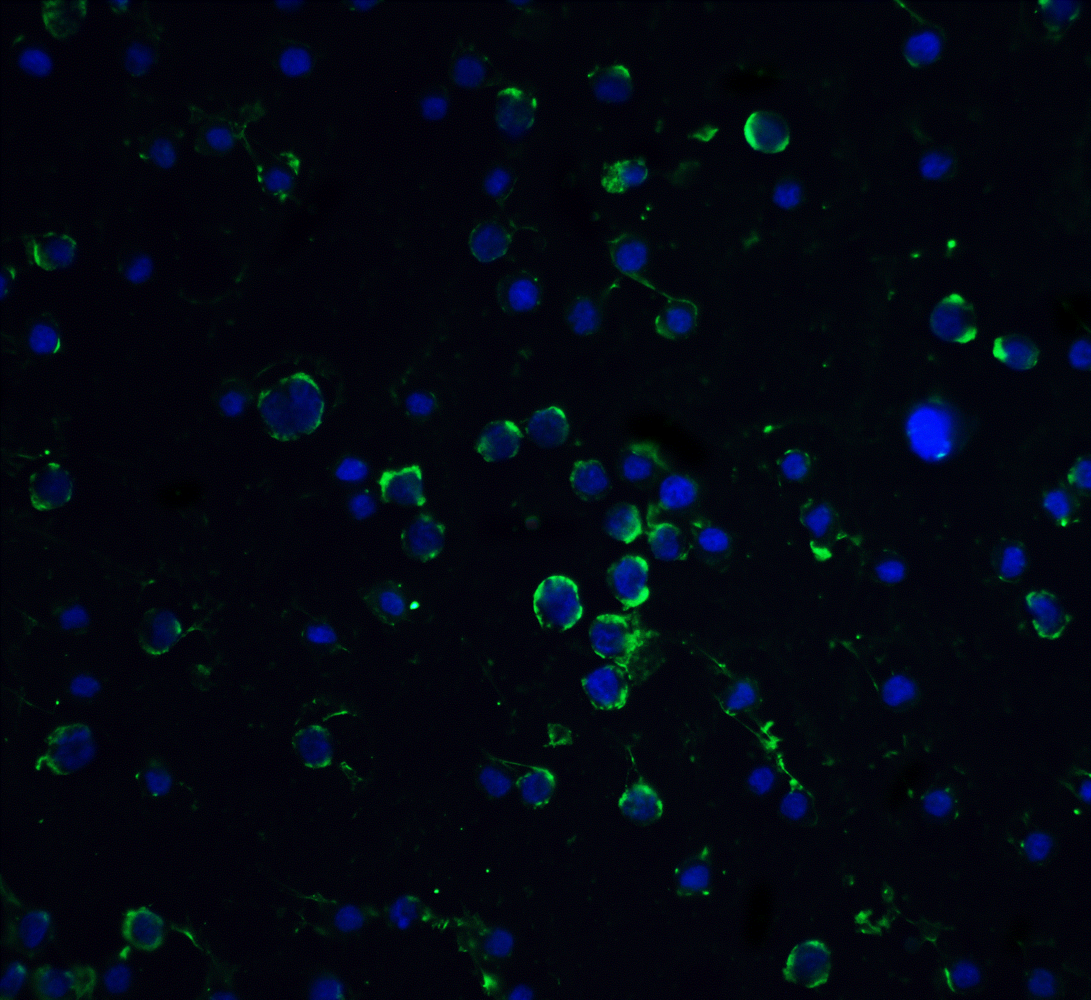 Daxx Antibody - BSA Free NBP1-77011: Novus Biologicals