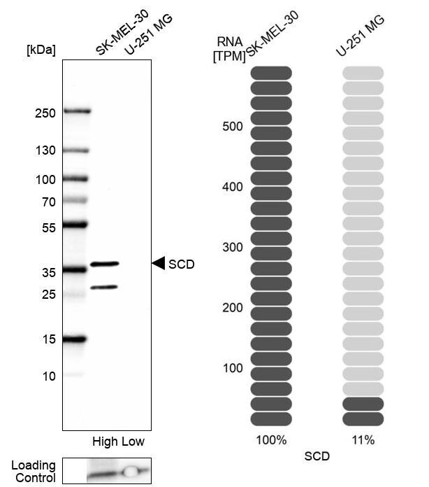 SCD-1 Antibody - BSA Free NBP1-84749: Novus Biologicals