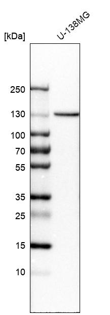 Cadherin-13 Antibody - BSA Free NBP1-85708: Novus Biologicals