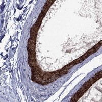 Furin Antibody - BSA Free NBP3-21314: Novus Biologicals