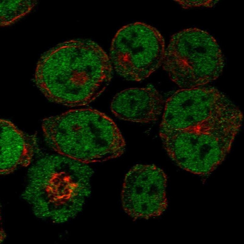 Cited-2 Antibody - BSA Free NBP3-24742: Novus Biologicals