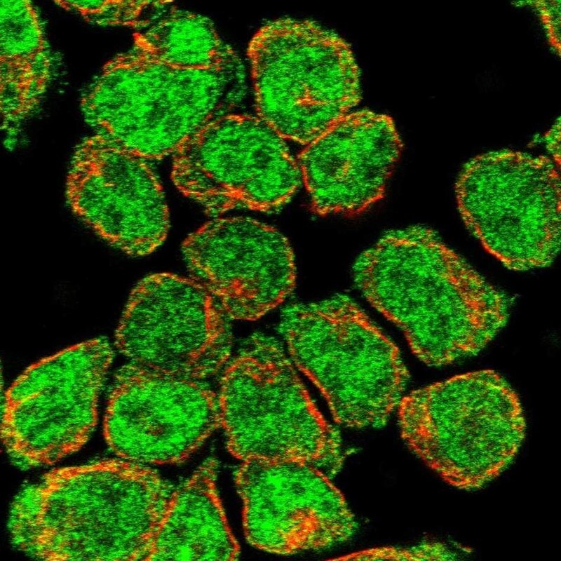 Cited-2 Antibody - BSA Free NBP3-24743: Novus Biologicals