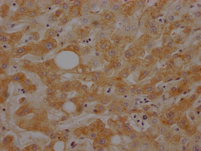 Complement C3 Antibodies