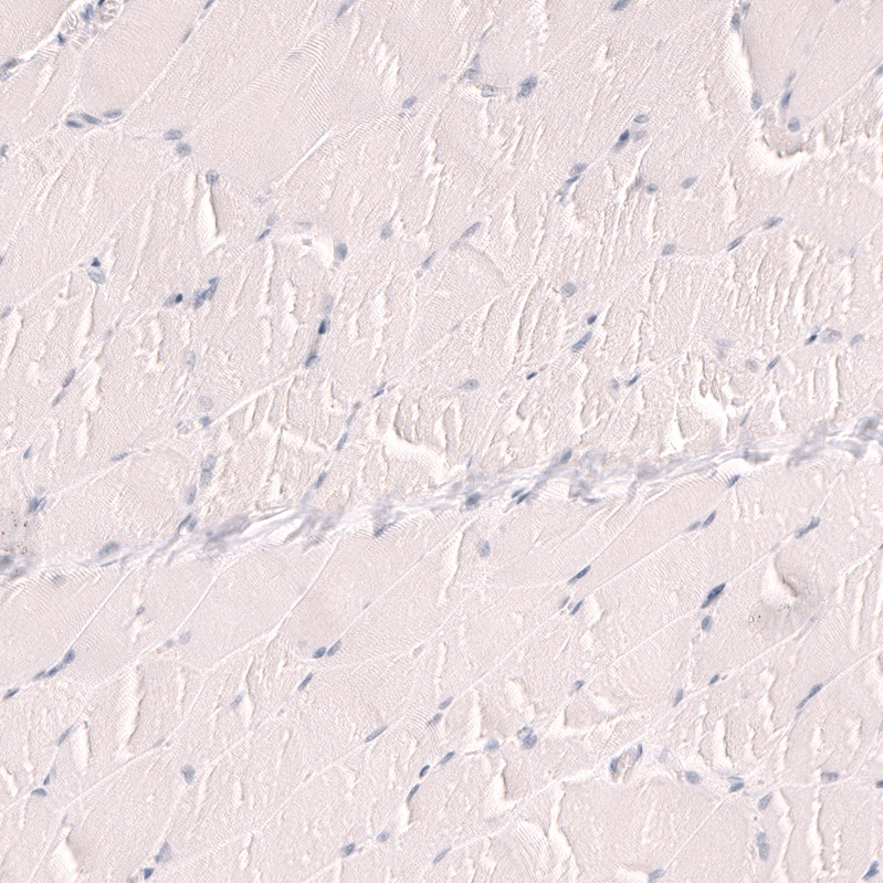 TTF-1 / NKX2-1 Antibody (CL14531) - BSA Free NBP3-26862: Novus Biologicals