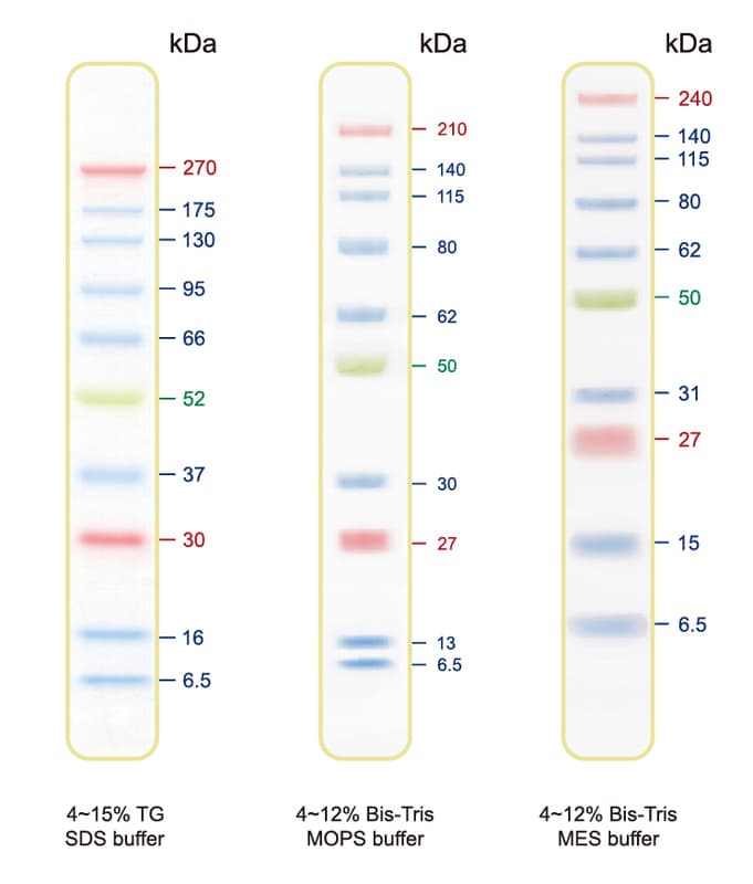 Blu10 Plus Prestained Protein Ladder Products