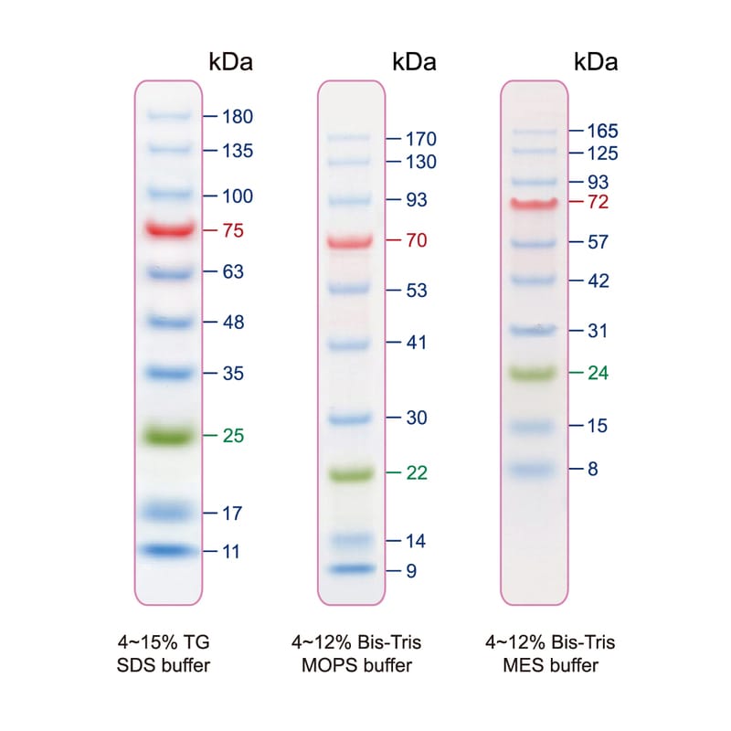 Blu10 Prestained Protein Ladder NBP3-33171: Novus Biologicals