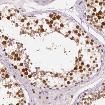 pre-mRNA cleavage factor I (59 kDa subunit) Antibody - BSA Free NBP3 ...