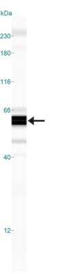 p53 Antibody (OTI5E2) NBP2-00723: Novus Biologicals