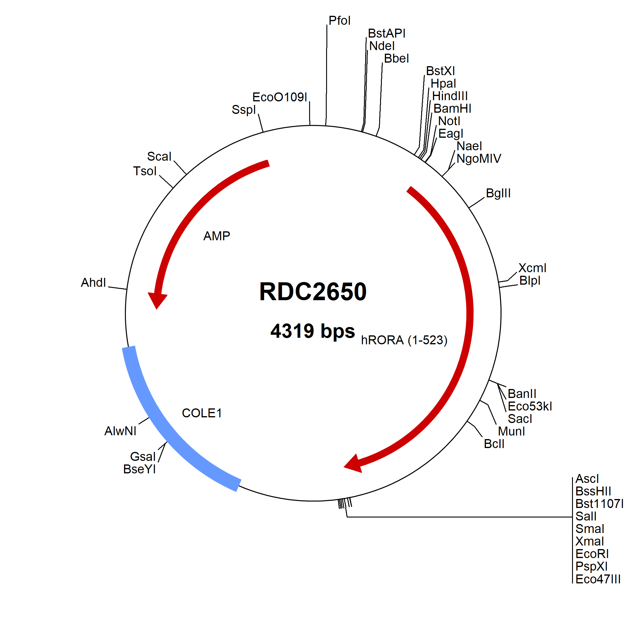 ROR alpha/NR1F1 cDNA Clones
