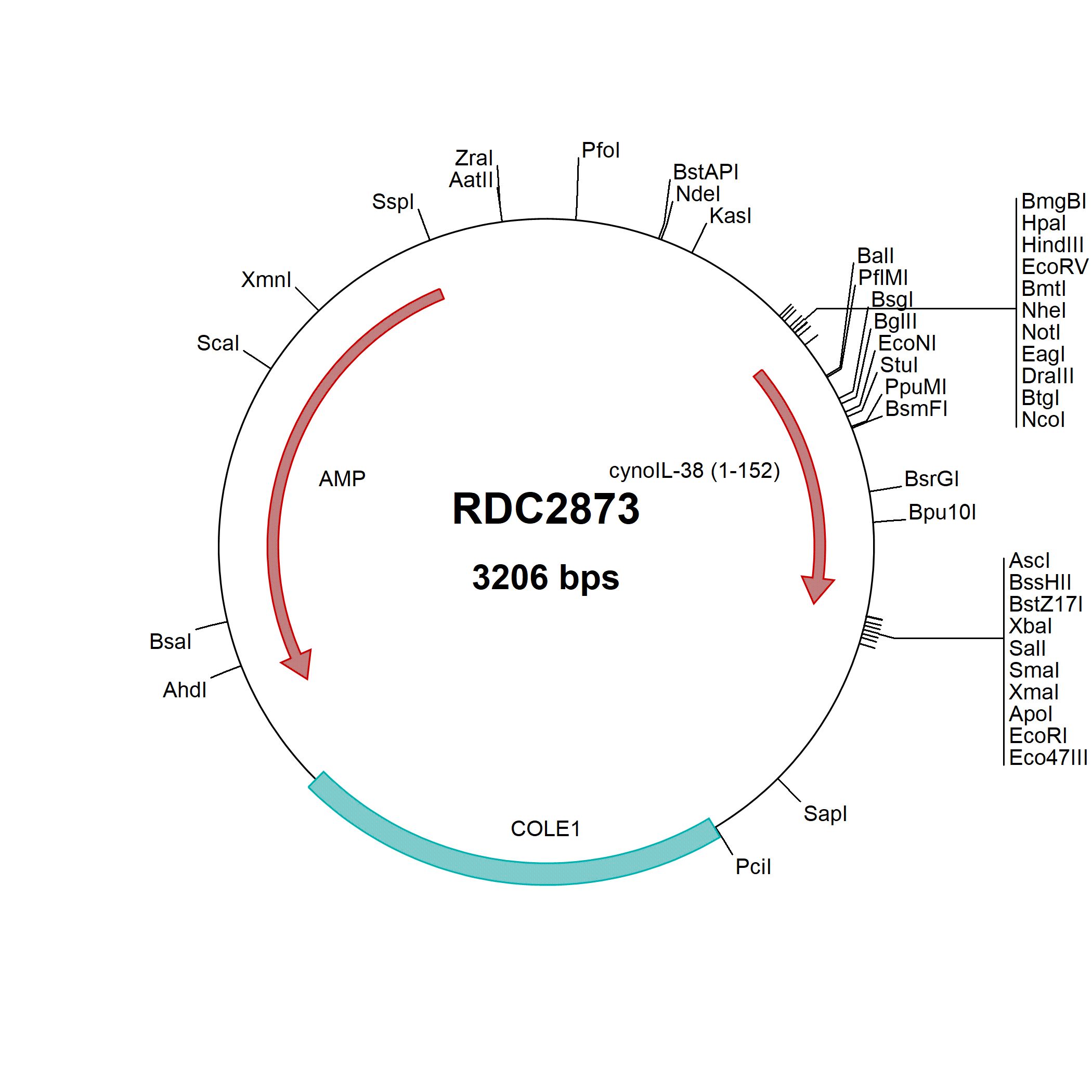 IL-38/IL-1F10 cDNA Clones