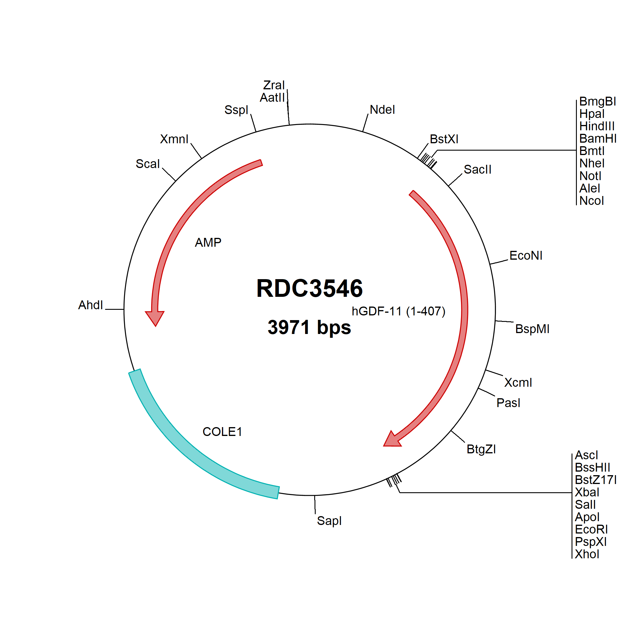 GDF-11/BMP-11 cDNA Clones