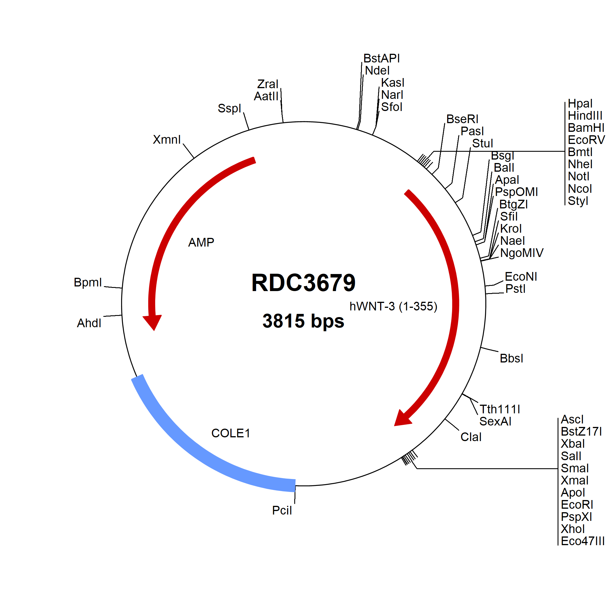 Wnt-3 cDNA Clones