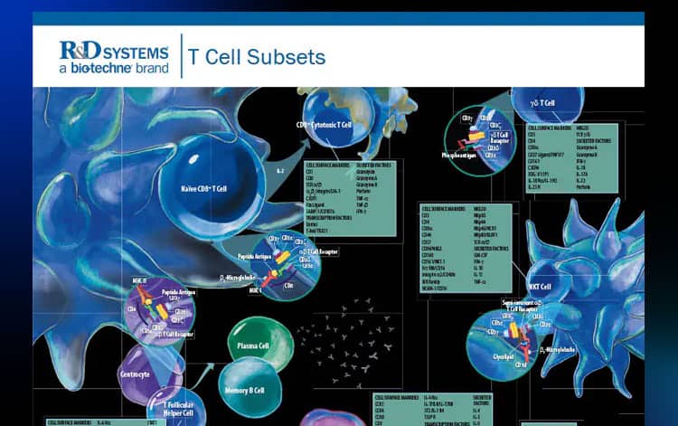 CD4+ T Cell Culture and Analysis | R&D Systems