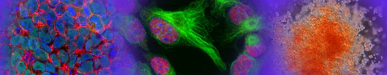 Interactive Pathways & Processes: R&D Systems