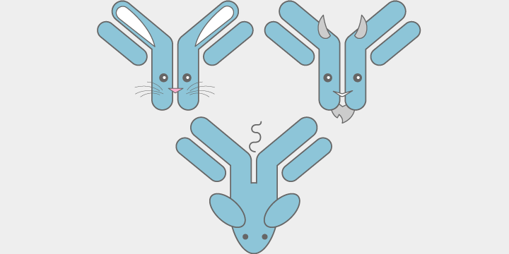 Custom Antibody Development Services: R&D Systems Antibodies