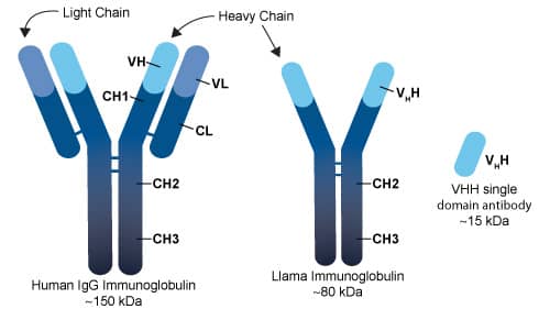 LlaMABody-Camelid Antibodies: R&D Systems