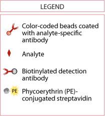 Luminex Bead-based Multiplex Assay Principle: R&D Systems