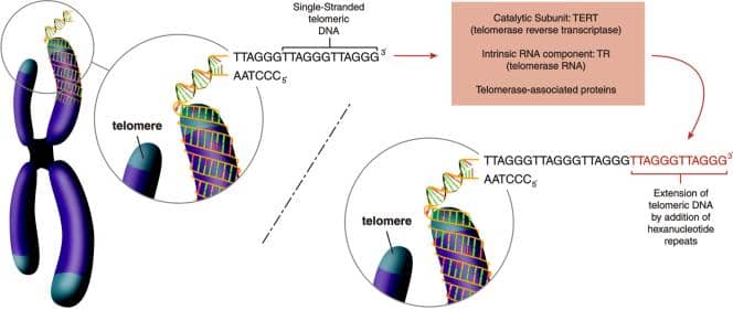 Telomerase: R&D Systems