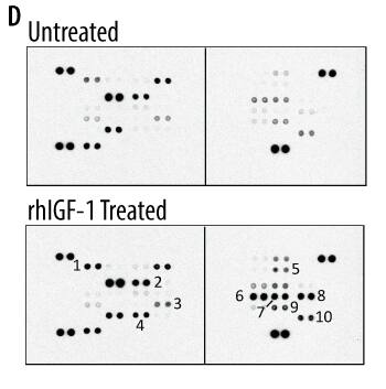 Proteome Profiler Human Phospho-Kinase Array Kit ARY003C: R&D Systems