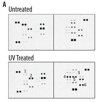 Proteome Profiler Human Phospho-Kinase Array Kit ARY003C: R&D Systems