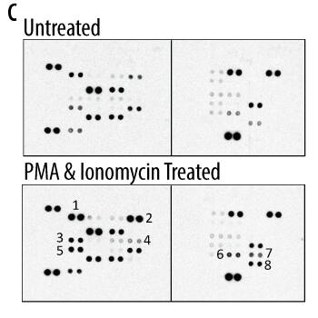 Proteome Profiler Human Phospho-Kinase Array Kit ARY003C: R&D Systems