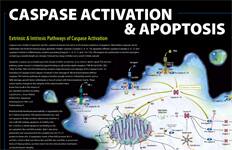 Scientific posters: R&D Systems