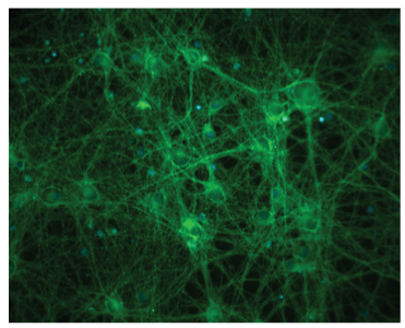 NeuroXVivo Rat Cortical Neuron Culture Kit CDK011: R&D Systems