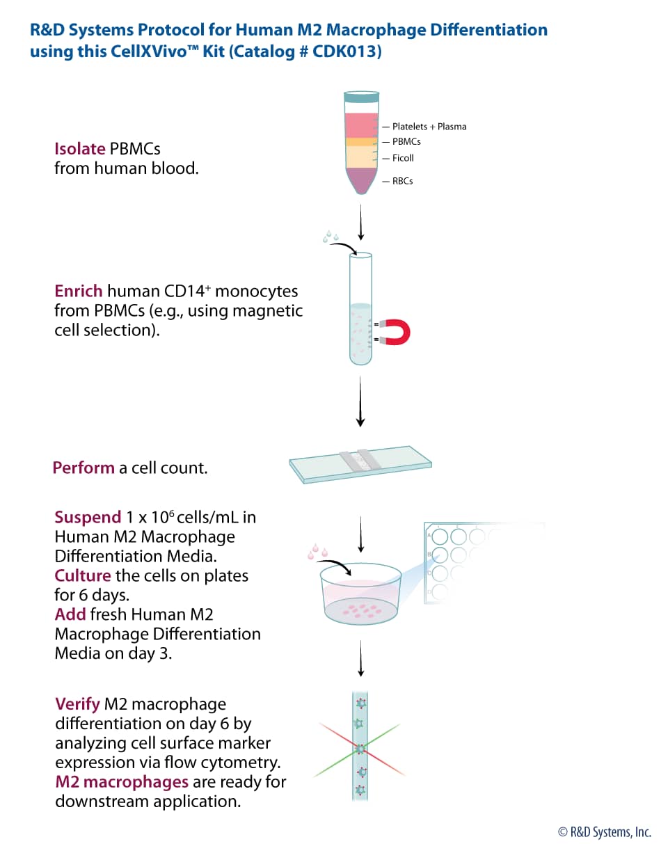 CellXVivo Human M2 Macrophage Differentiation Kit CDK013: R&D Systems